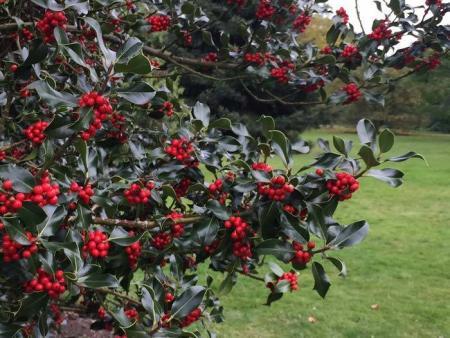 10 Best Shrubs and Trees for Autumn Colour and Winter Colour