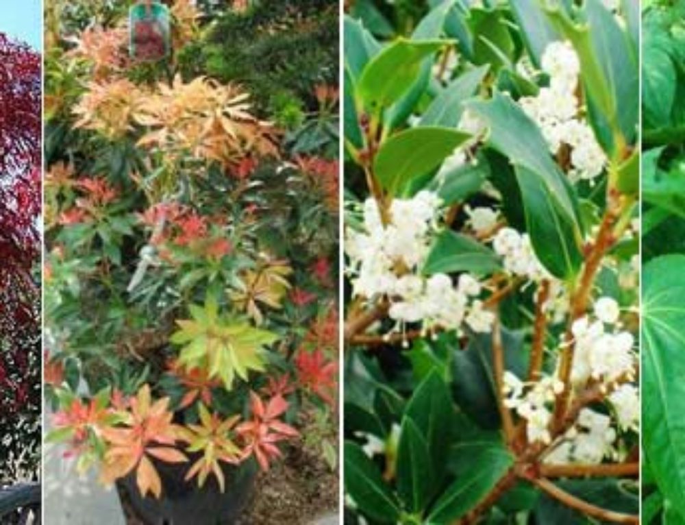 Focal Points and their Importance in Garden Design