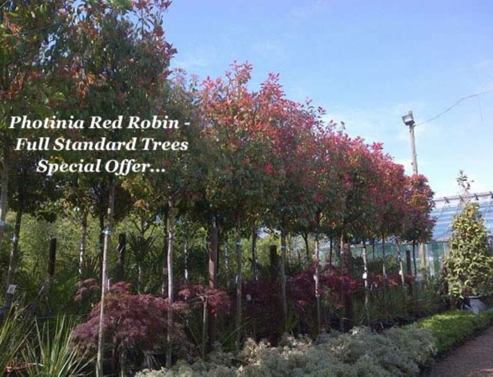 Architectural Plants. Hardy Tropical Plants for UK Gardens