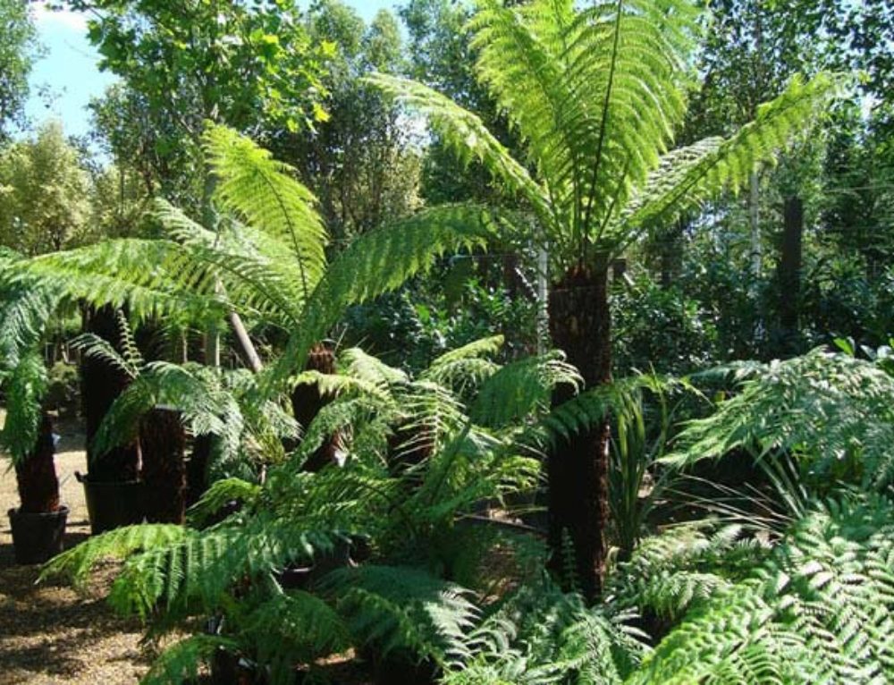 Hardy tree ferns Online. Dicksonia Antarctica. Mature sizes available