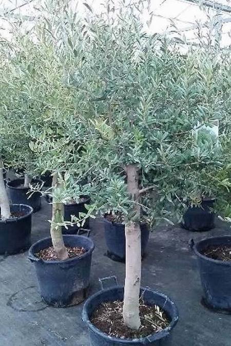 Olive Trees for Sale UK - Paramount Plants and Gardens
