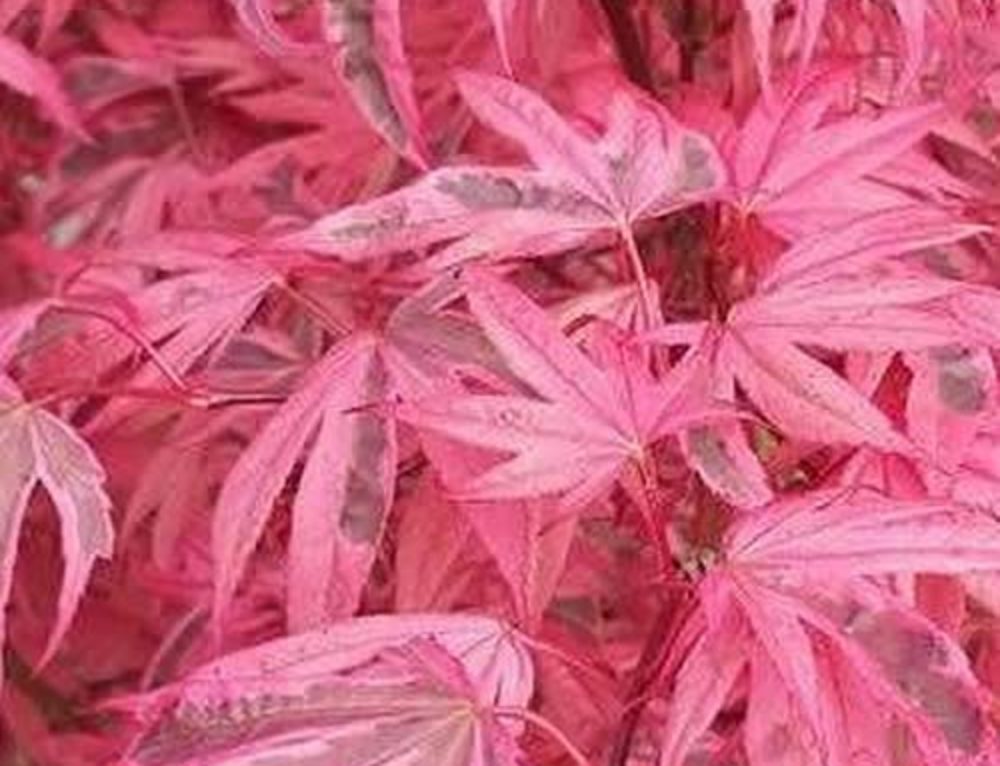 Best Acers for Autumn Colour. Japanese Acers Autumn Colour