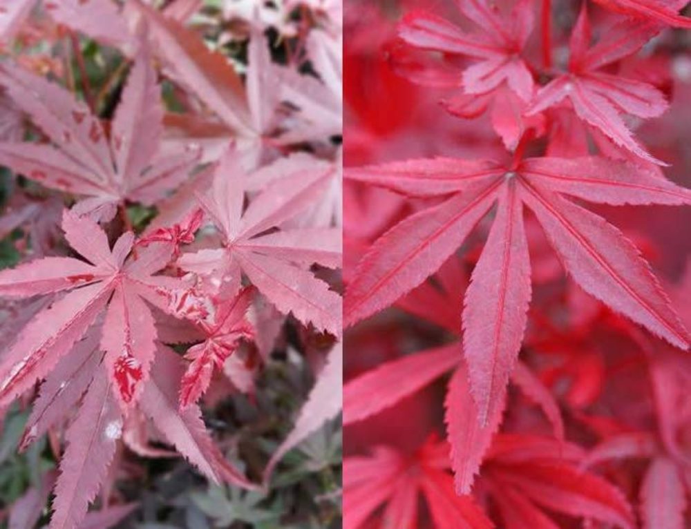 Best Acers for Autumn Colour. Japanese Acers Autumn Colour