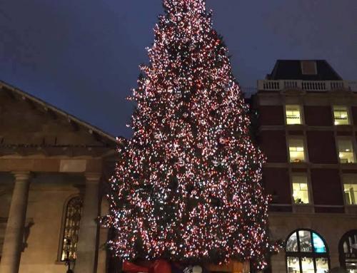 Compact Winged Spindle Tree. Euonymus Alatus Compactus. Burning Bush