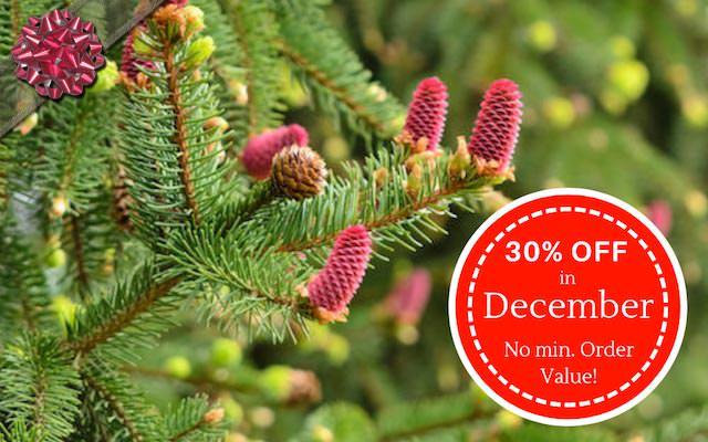 Seasonal Discount Promo Code for Plants and Shrubs