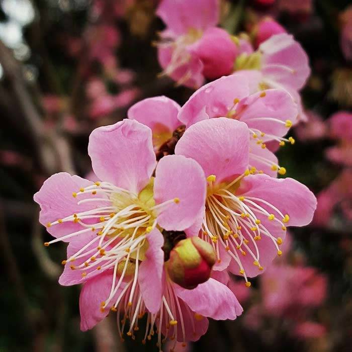 Ligustrum Full Standard Trees. Ligustrum Topiary Lollipop Trees