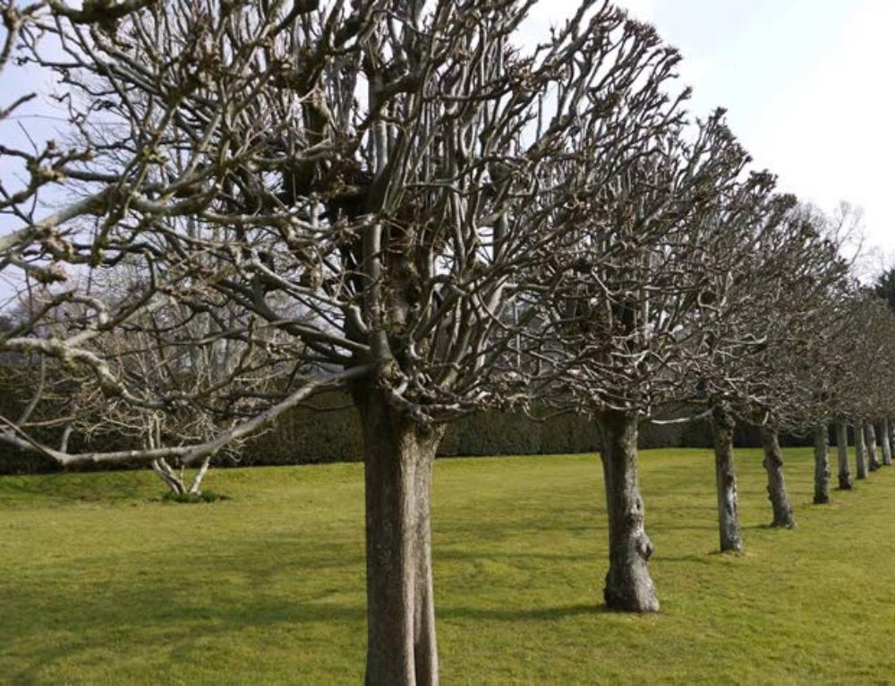 Half Standard Pleached Trees on Frames. Buy Online UK & Ireland