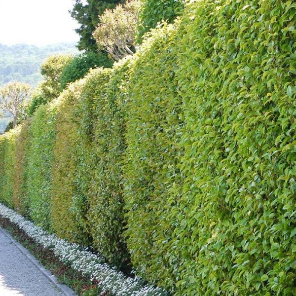 Ornamental Mixed Hedges. Mixed Hedging Plants For Sale UK