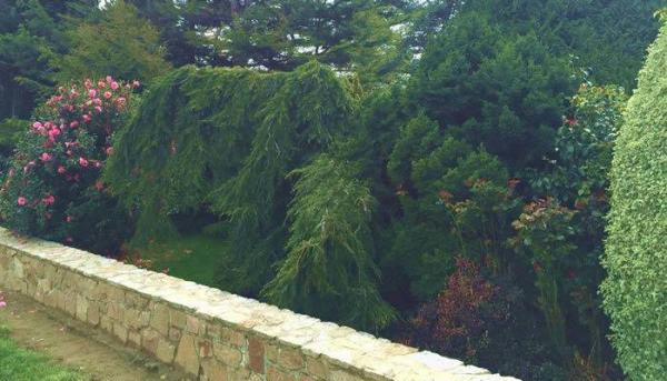 Ornamental Mixed Hedges. Mixed Hedging Plants For Sale UK