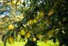 Quince Trees for Sale UK - All You Need to Know About Cydonia Oblonga