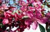 Crab Apple Trees for Sale Online - Paramount Plants UK