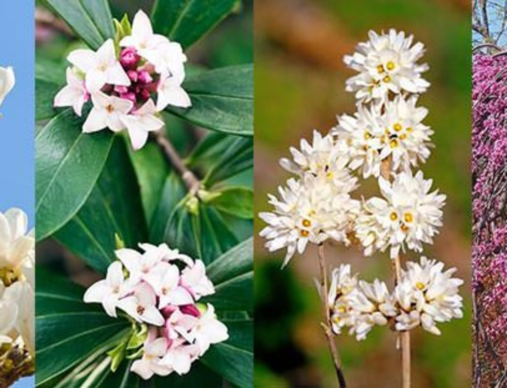 Spring Flowering Trees: Best Choices for UK Gardens - Paramount Plants