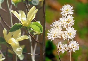 Spring Flowering Trees: Best Choices for UK Gardens - Paramount Plants