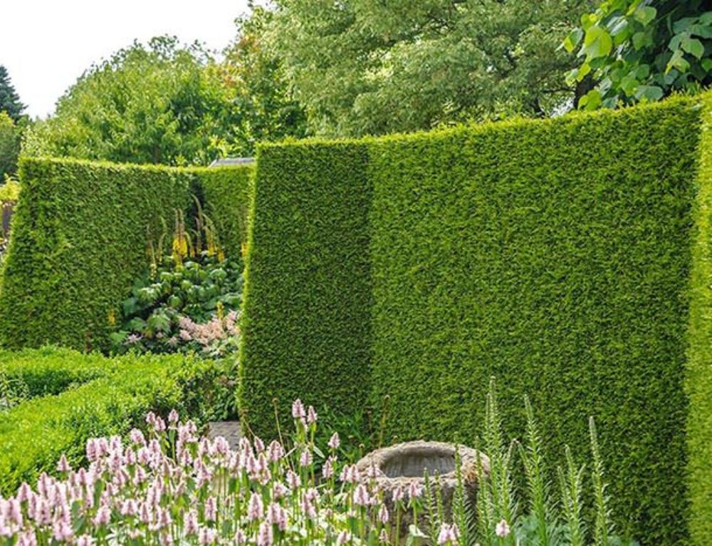 Best Hedging Plants. Top 5. UK. Evergreen Hedging Plants