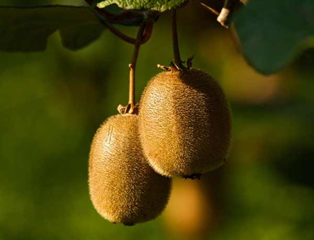 How To Create A Garden Orchard With Only Five Fruit Trees.