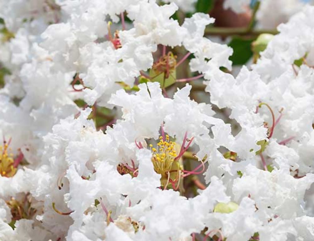Spring Flowering Trees: Best Choices for UK Gardens - Paramount Plants