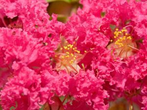 Why Everyone Should Grow Lagerstroemia or Crepe Myrtle