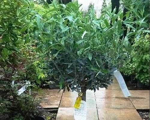 Topiary. Topiary Trees Specialist Nursery, London. UK
