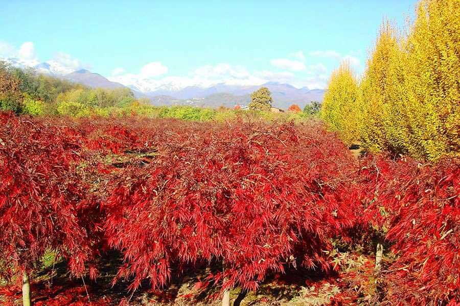 Garden Design Portfolio of Paramount Plants & Gardens