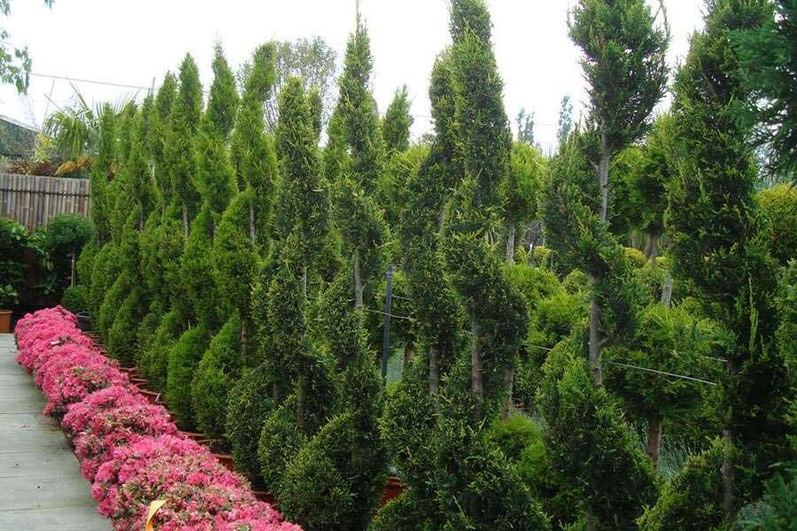 Garden Design Portfolio of Paramount Plants & Gardens