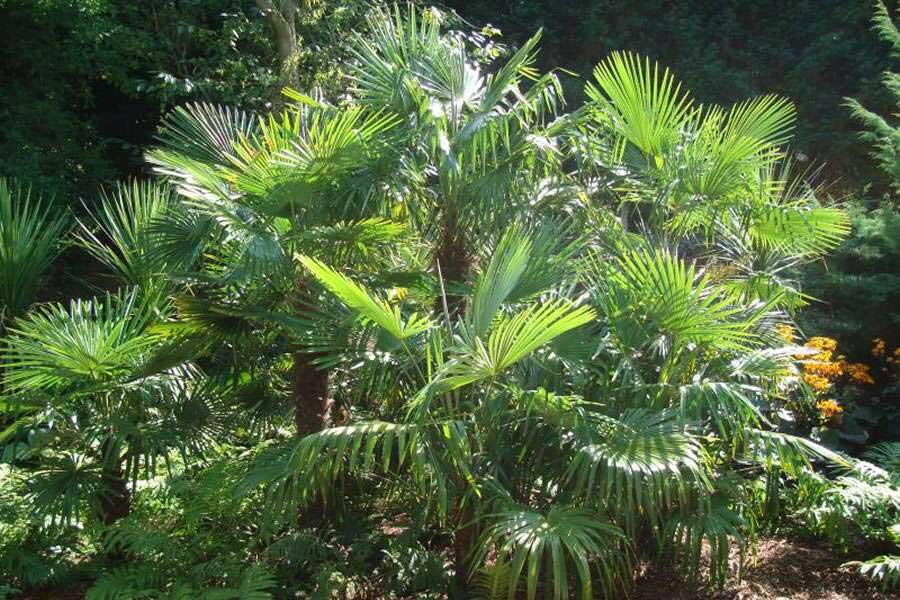 Garden Design Portfolio of Paramount Plants & Gardens