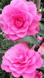 Camellia Japonica Debbie. Flowering Evergreen Shrubs Buy UK