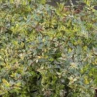 Abelia Grandiflora Hopleys, Variegated Variety of Abelia
