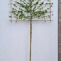 Acer Campestre Pleached Field Maple Deciduous Pleached Trees