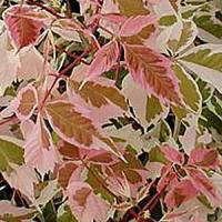 Acer Negundo Flamingo. Variegated Box Elder for Sale UK