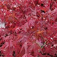 Acer Palmatum Little Red. Japanese Maple Little Red