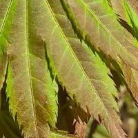 Acer Palmatum Masu Kagami Variegated Japanese Maple Tree