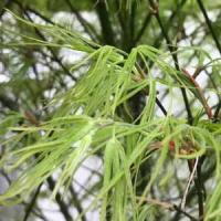 Acer Palmatum Scolopendrifolium Japanese Maple Shinobuga Oka