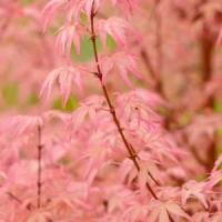 Acer Palmatum Taylor. Japanese Maple Taylor for Sale Online