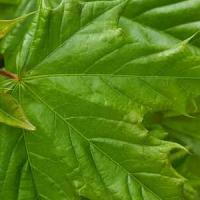 Acer Platanoides Cleveland Norway Maple Cleveland for Sale