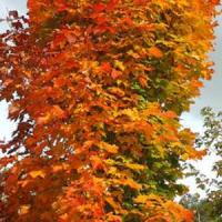 Acer Platanoides Columnare Norway Maple Columnare for Sale