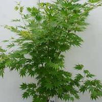 Acer Pseudosieboldianum Arctic Jade False Siebolds Maple