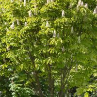 Aesculus Hippocastanum Pyramidalis Columnar Horse Chestnut