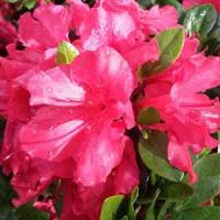 Azalea Johanna AGM for Sale Online at Paramount Plants UK