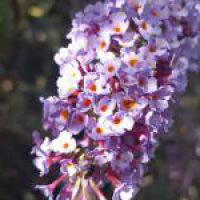 Buddleia Nanho Blue. Buddleja Nanho Blue. Butterfly Bush