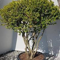 Multi Stem Boxwood. Buxus Sempervirens Multi Stem Topiary