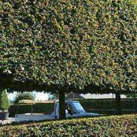 Carpinus Betulus Pleached Hornbeam Trees for Sale Online UK