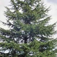 Cedrus Atlantica or Atlas Cedar, a Large Evergreen Conifer
