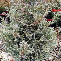 Chamaecyparis Pisifera Boulevard Bush Conifer. Conical Shaped Plant