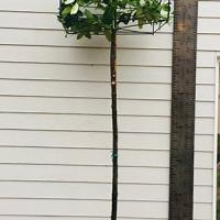 Cherry Laurel Boxhead Trees for Sale. Buy Boxhead Laurels