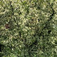 Malus Sylvestris Common Crab Apple or Wild Crab Apple Trees