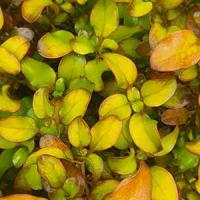 Coprosma Repens Pina Colada. Looking Glass Plant Buy Online
