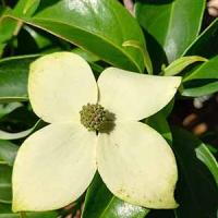 Cornus Angustata Empress of China Dogwood Empress of China