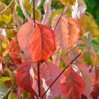 Cornus Florida Rainbow Tree. American Dogwood Trees Buy UK