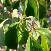 Cornus Florida Rubra Red Giant Flowering Dogwood Red Giant