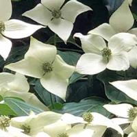 Cornus Kousa Roberts Selectie Chinese Dogwood Roberts Select